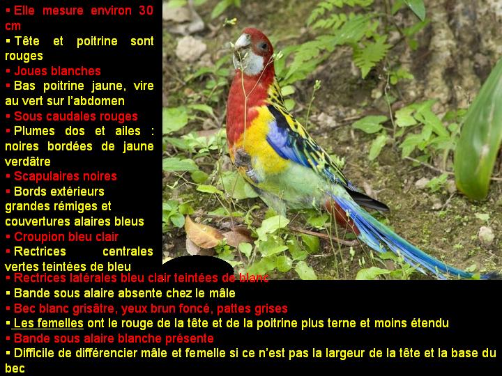 comment reconnaitre un male d une femelle omnicolor - Page 1 comment reconnaitre un male d une femelle omnicolor - Page 1