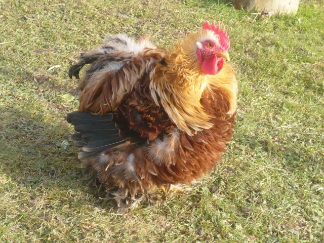 Couleur De Ce Jeune Coq