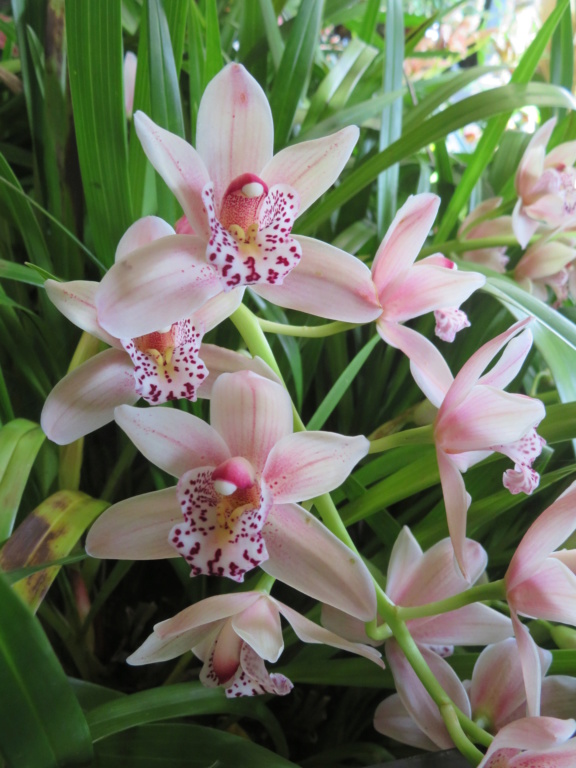 Orchidées Cymbidium