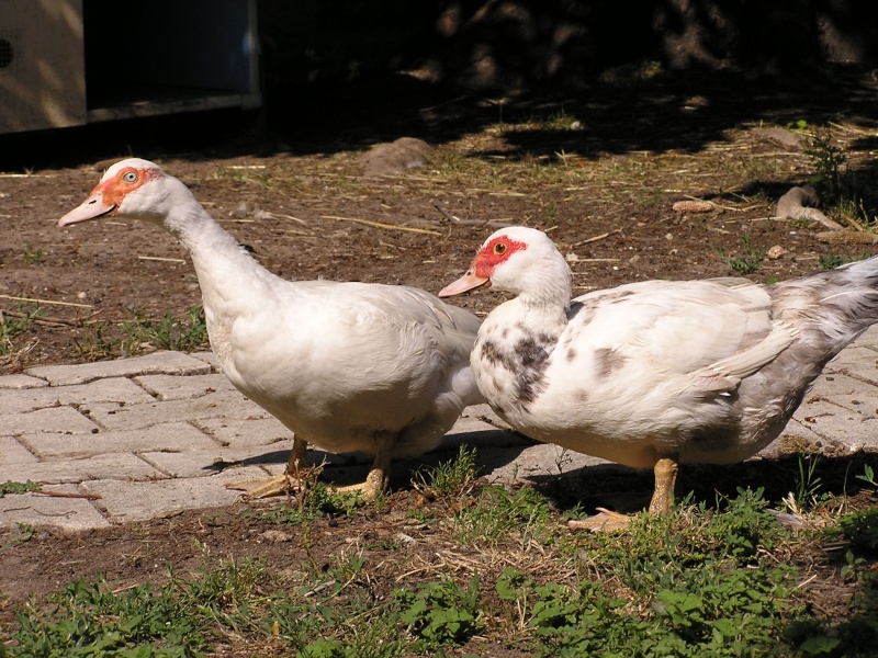 c'est quoi exactement ces canards? c'est quoi exactement ces canards?