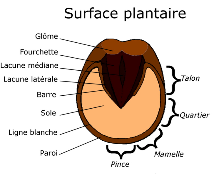 Le sabot(vu de dessus) Le sabot(vu de dessus)