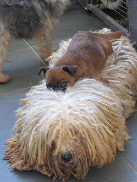 quelle est l'utilite d'un PULI quelle est l'utilite d'un PULI