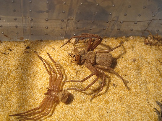 suivi de sicarius terrosus suivi de sicarius terrosus