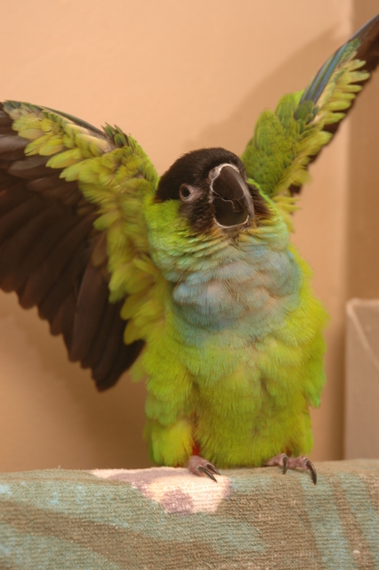 Conure nanday (nandayus nenday) Conure nanday (nandayus nenday)