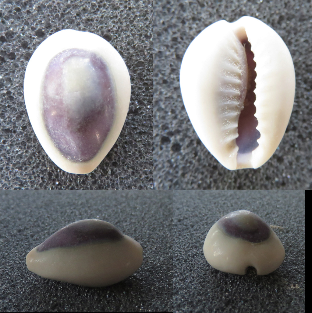 Aide à Lidentication De Mollusques Fossiles
