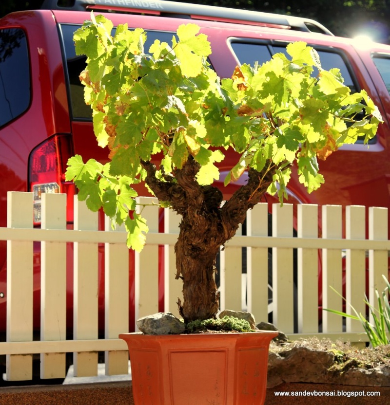 Vitis vinifera...a grape vine bonsai Vitis vinifera...a grape vine bonsai