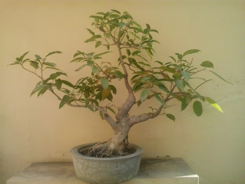 Ficus Virens Advice Please