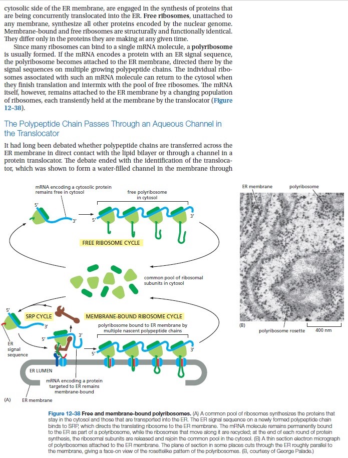 Signal Recognition Particle An Essential Protein Targeting Machine