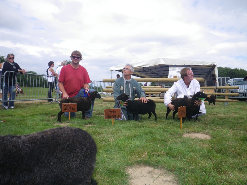 Concours du mouton d'Ouessant 2013, Brécé (35). Concours du mouton d'Ouessant 2013, Brécé (35).