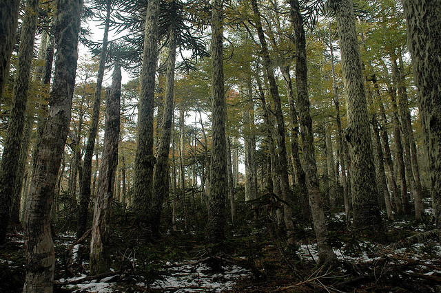 The Dangerous Forests The Dangerous Forests