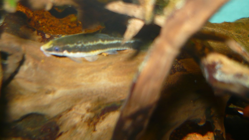 Qu'arrive t'il à mes otocinclus Qu'arrive t'il à mes otocinclus